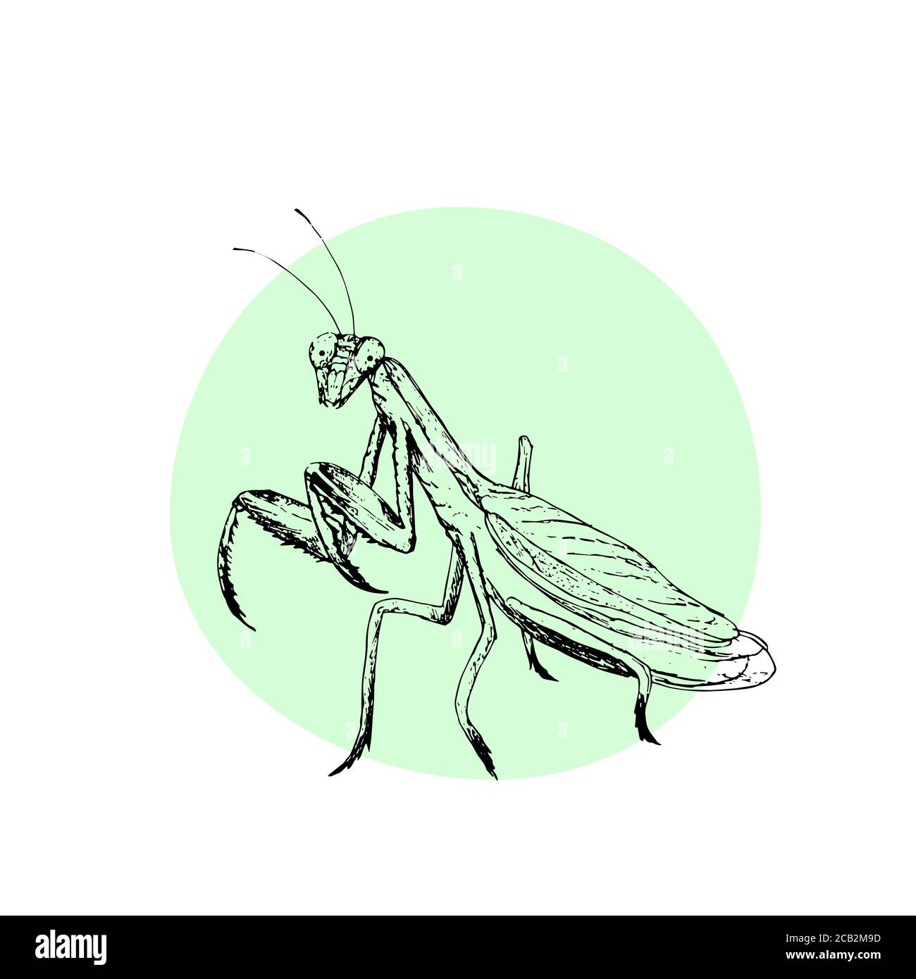 Praying mantis silhouette Stock Vector Images - Alamy