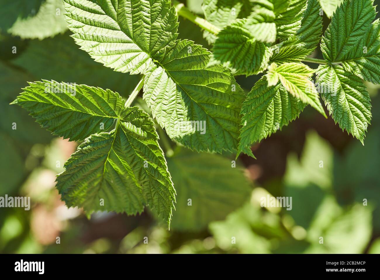 Green raspberry leaves in the sun. Close-up.Light effects Stock Photo ...