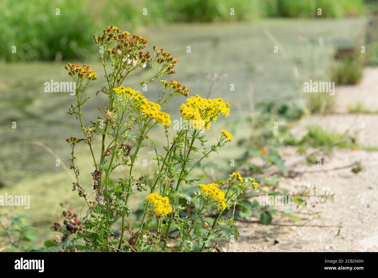 Common ragwort plant (Jacobaea vulgaris, Senecio jacobaea) of the ...