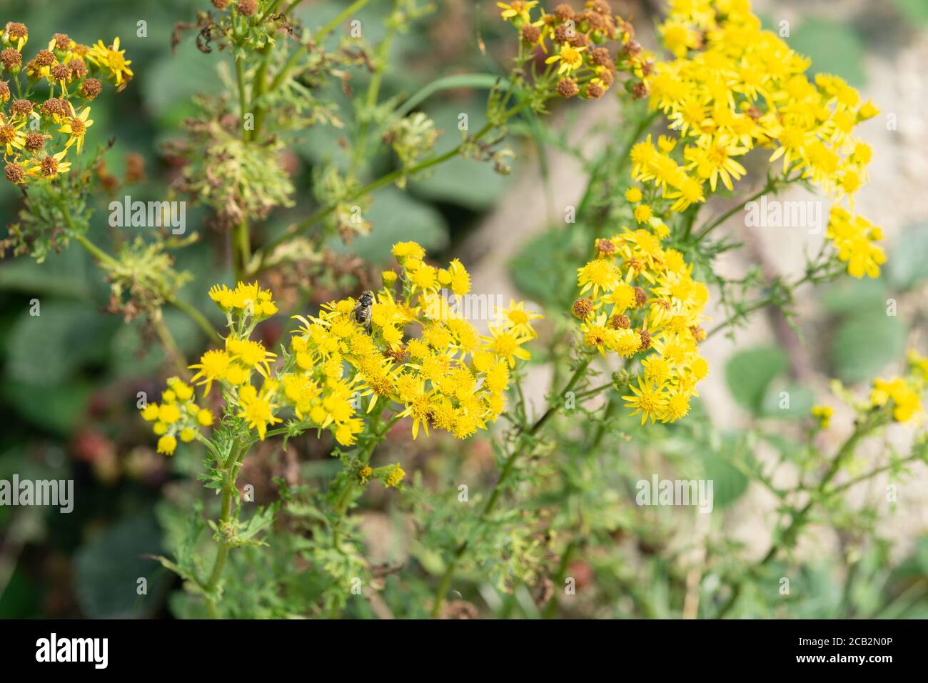 Common ragwort plant (Jacobaea vulgaris, Senecio jacobaea) of the ...