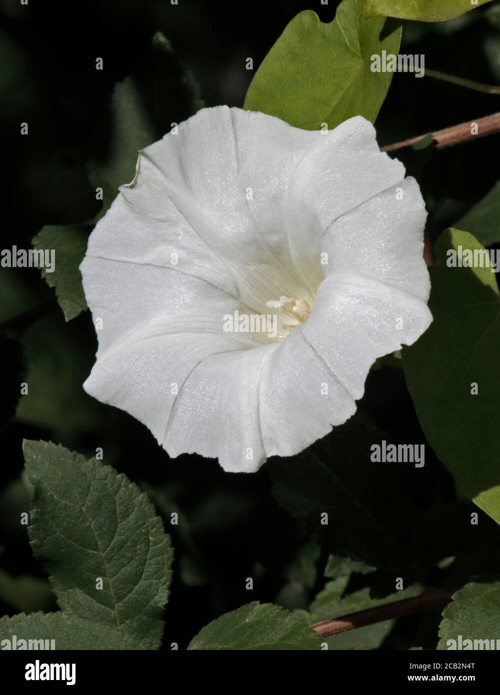 Wild White Convolvulus (convolvulus arvensis Stock Photo - Alamy