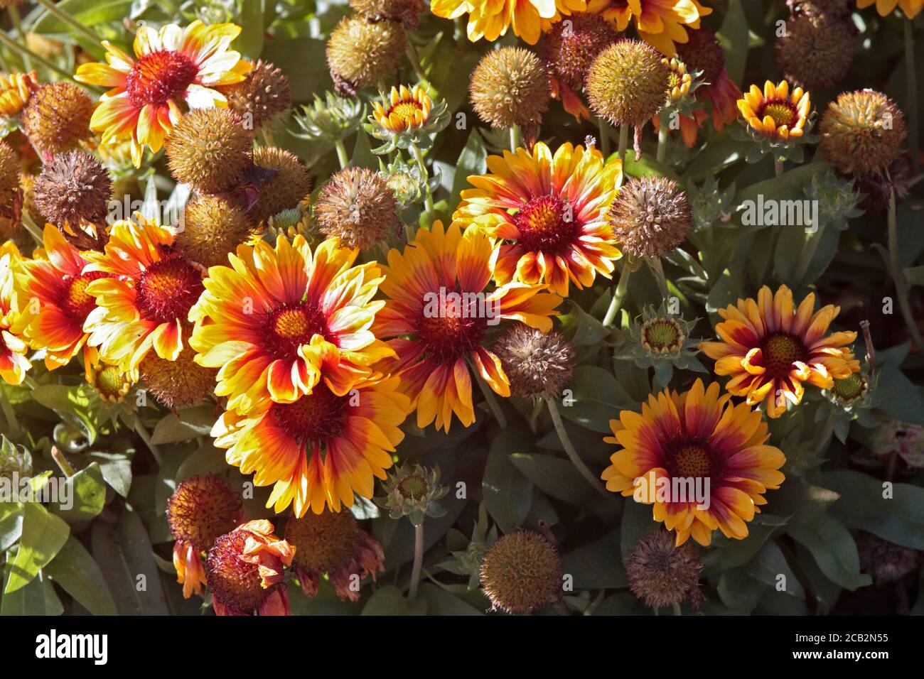 Herbaceous perennials clump hi-res stock photography and images - Alamy