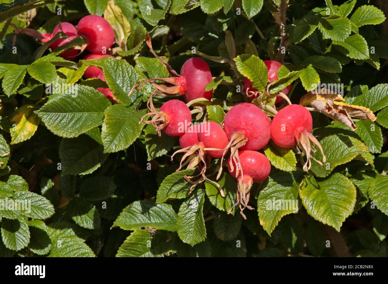 Rugosa rose hips hi-res stock photography and images - Alamy