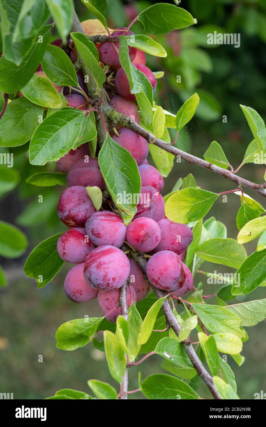 Victoria plum tree hi-res stock photography and images - Alamy