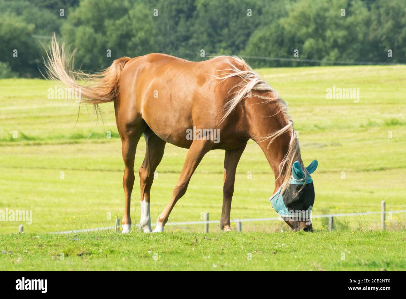 Chestnut Horse Face High Resolution Stock Photography and Images - Alamy
