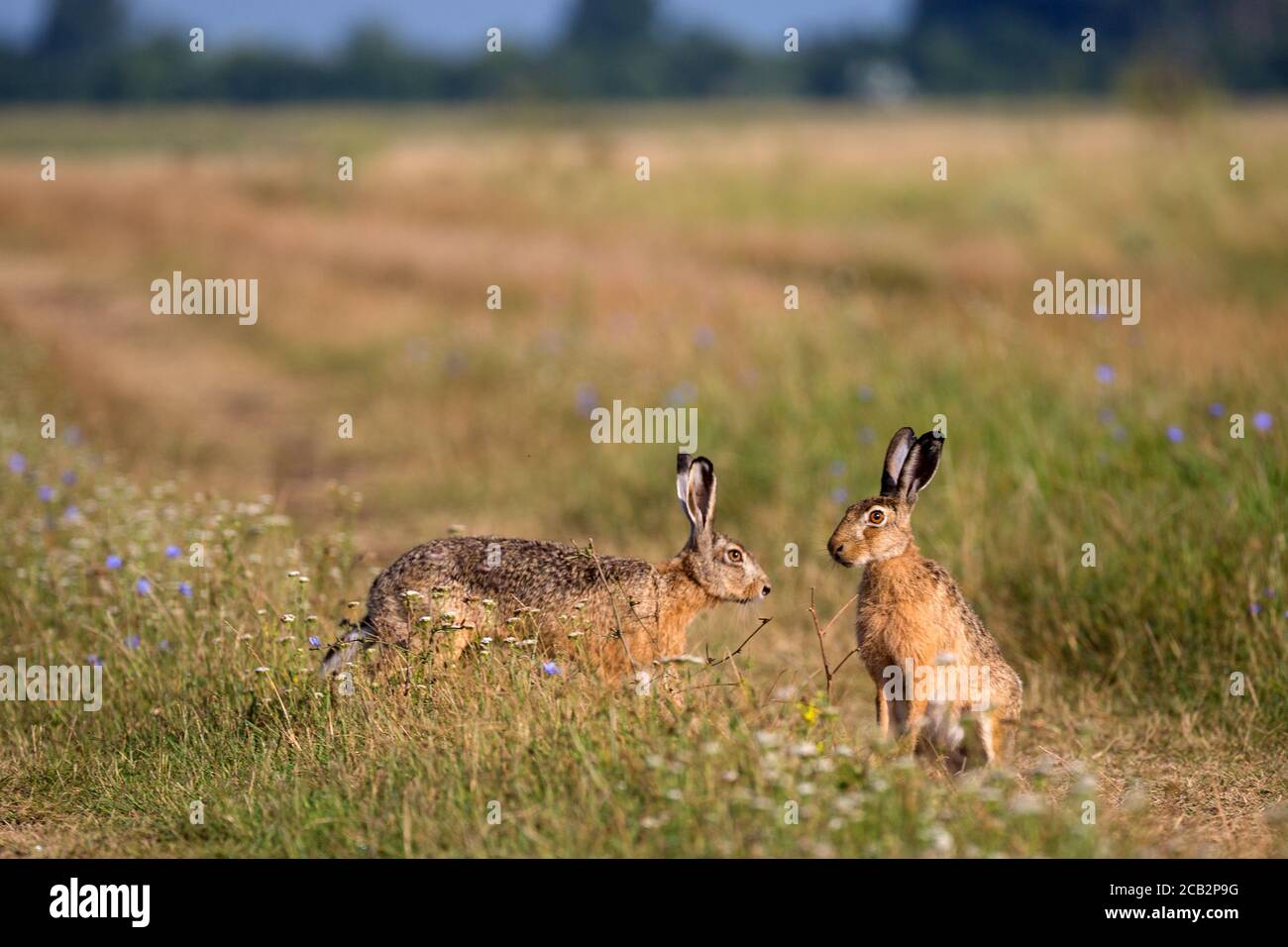 Hare kangaroo hi-res stock photography and images - Alamy
