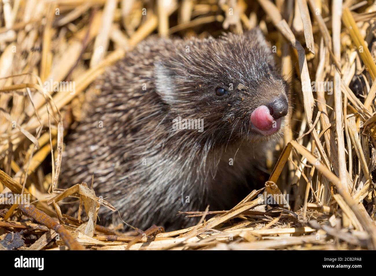 Hedgehog thorn hi-res stock photography and images - Alamy