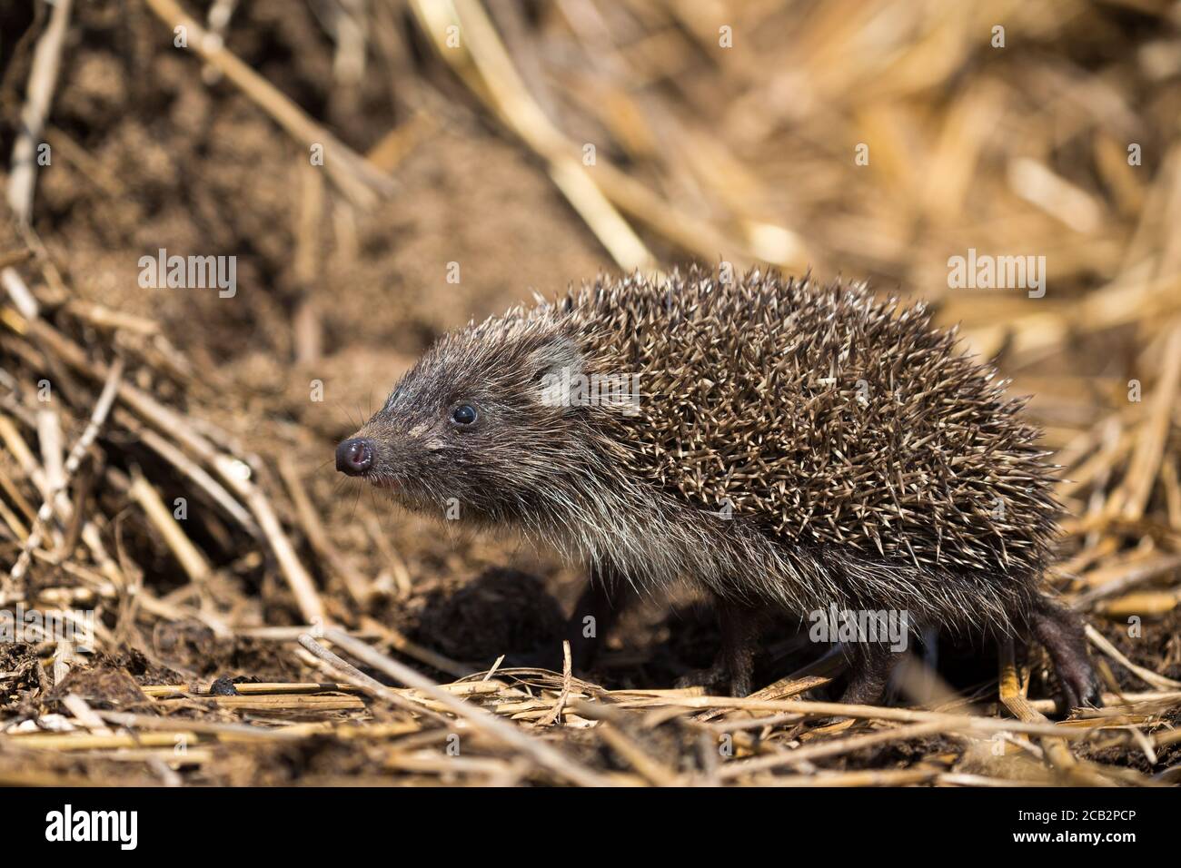 Hedgehog thorn hi-res stock photography and images - Alamy