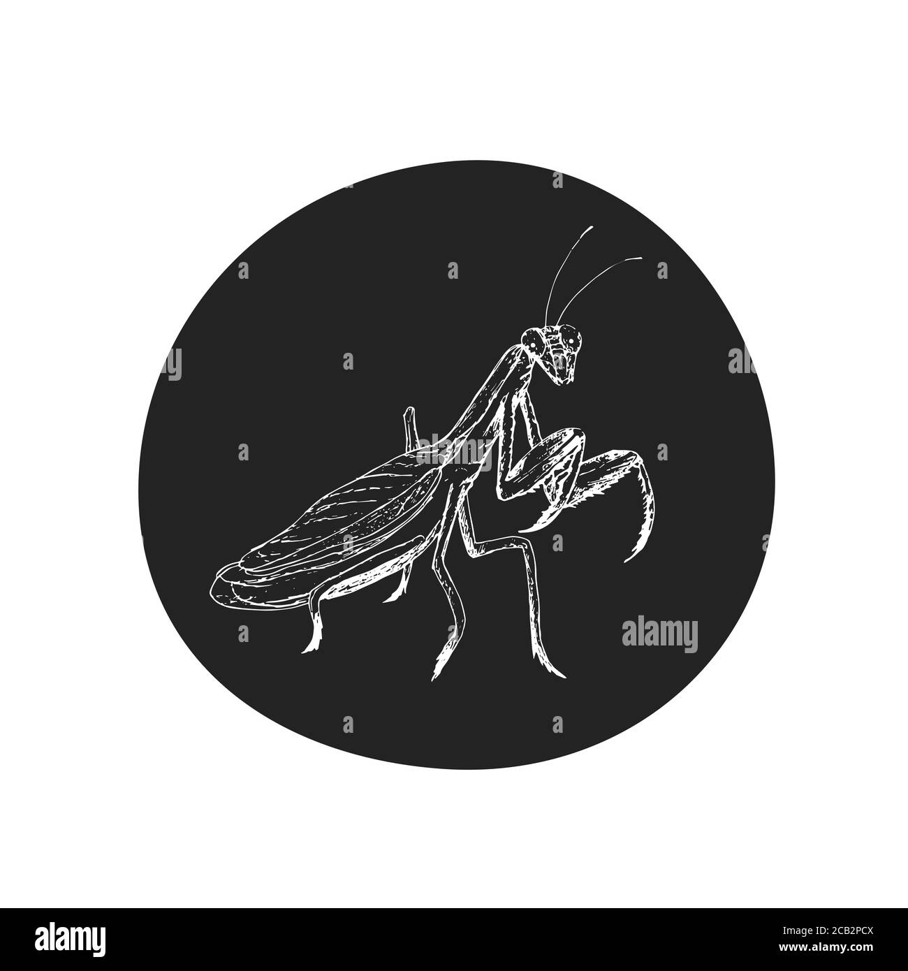 realistic vector mantis Stock Vector Image & Art - Alamy