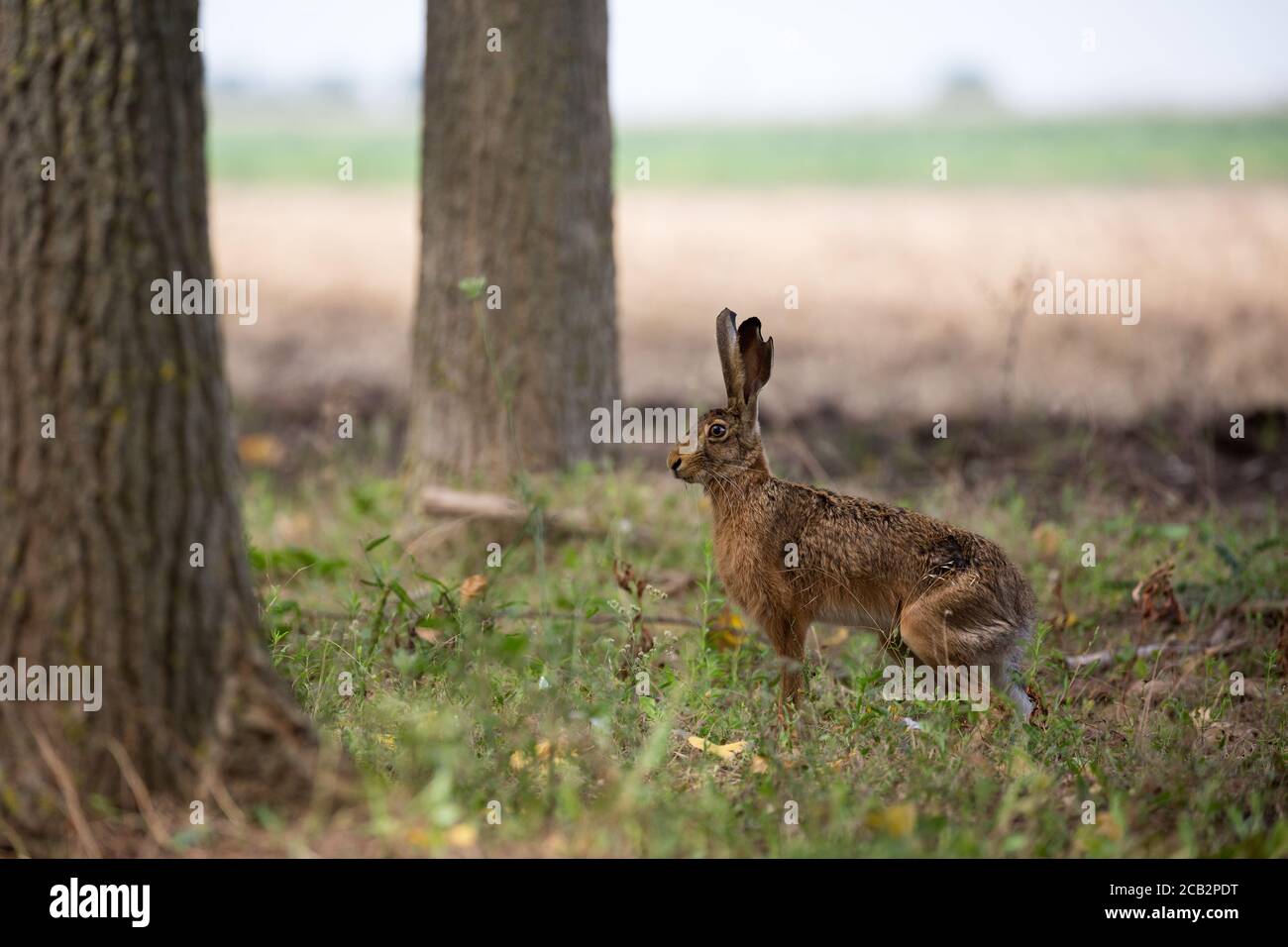 Wild rabbit australia hi-res stock photography and images - Alamy