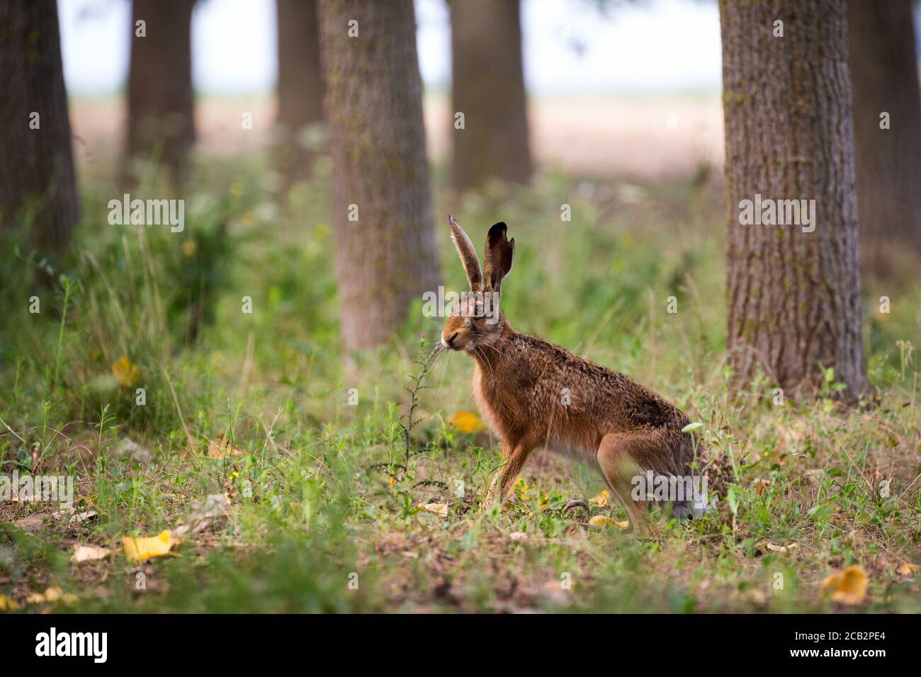 Hare australia hi-res stock photography and images - Alamy