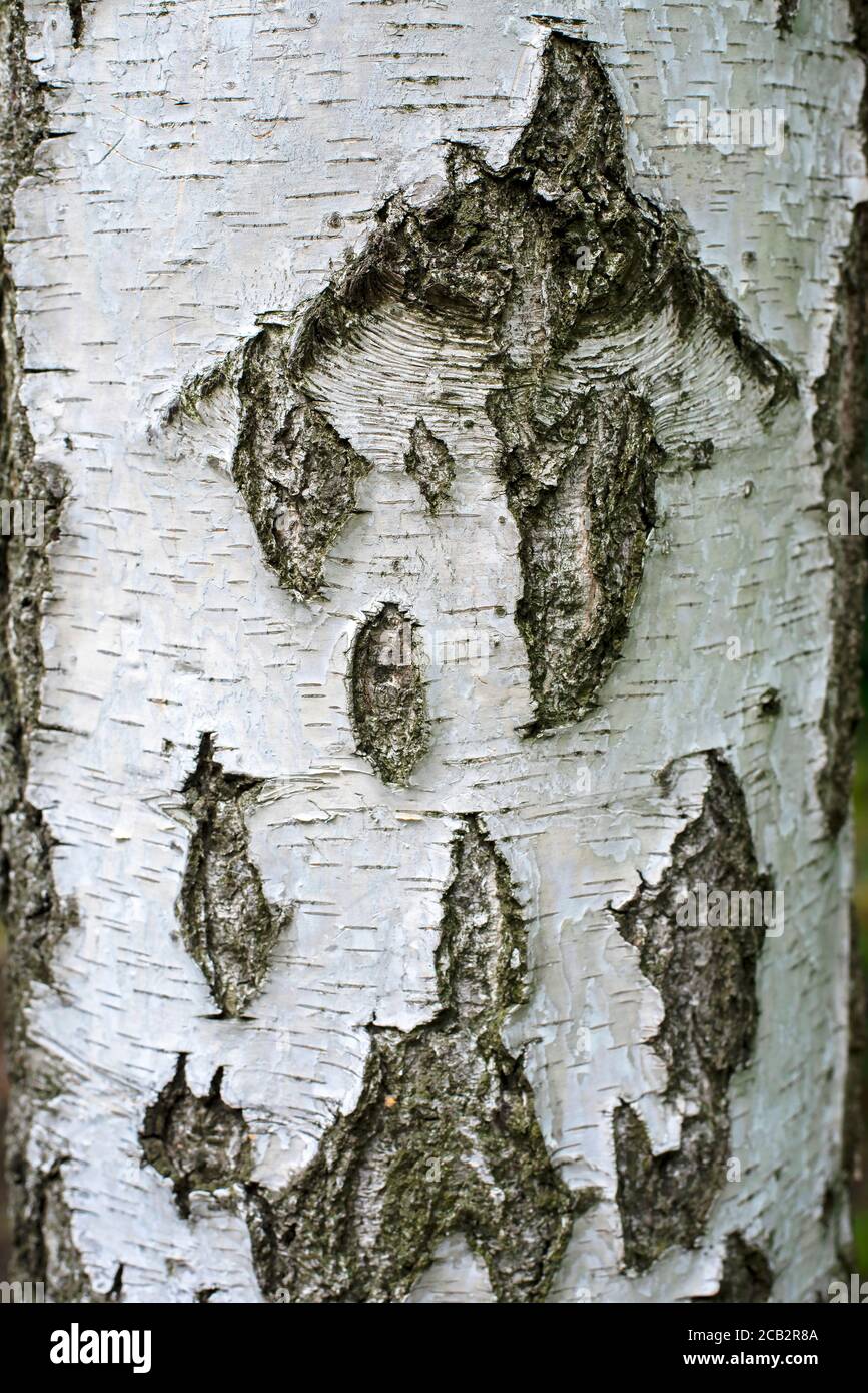 patterns and texture on birch bark Stock Photo - Alamy