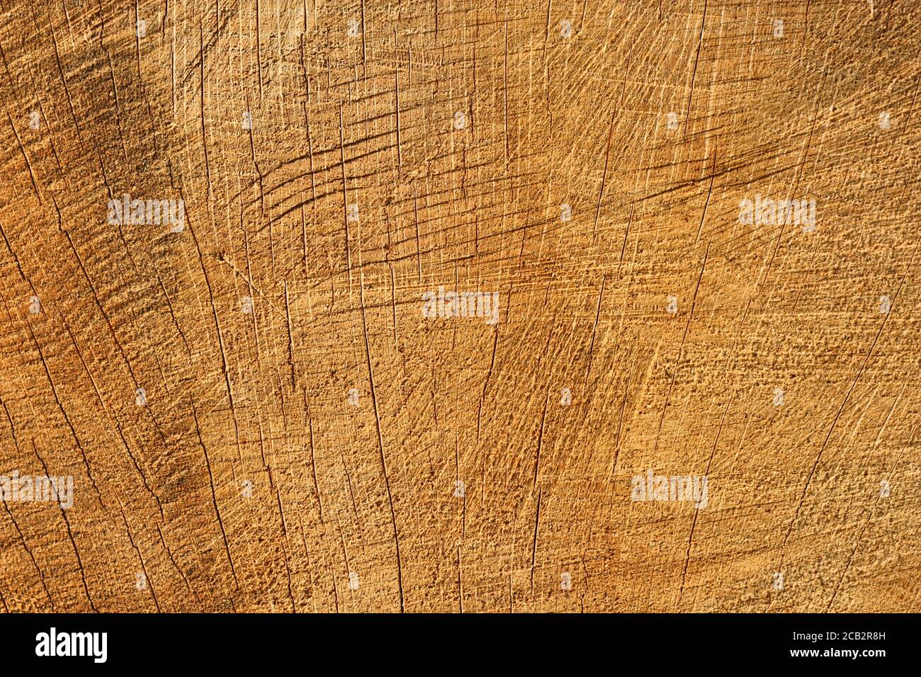 Wood texture of cut tree stump Stock Photo - Alamy