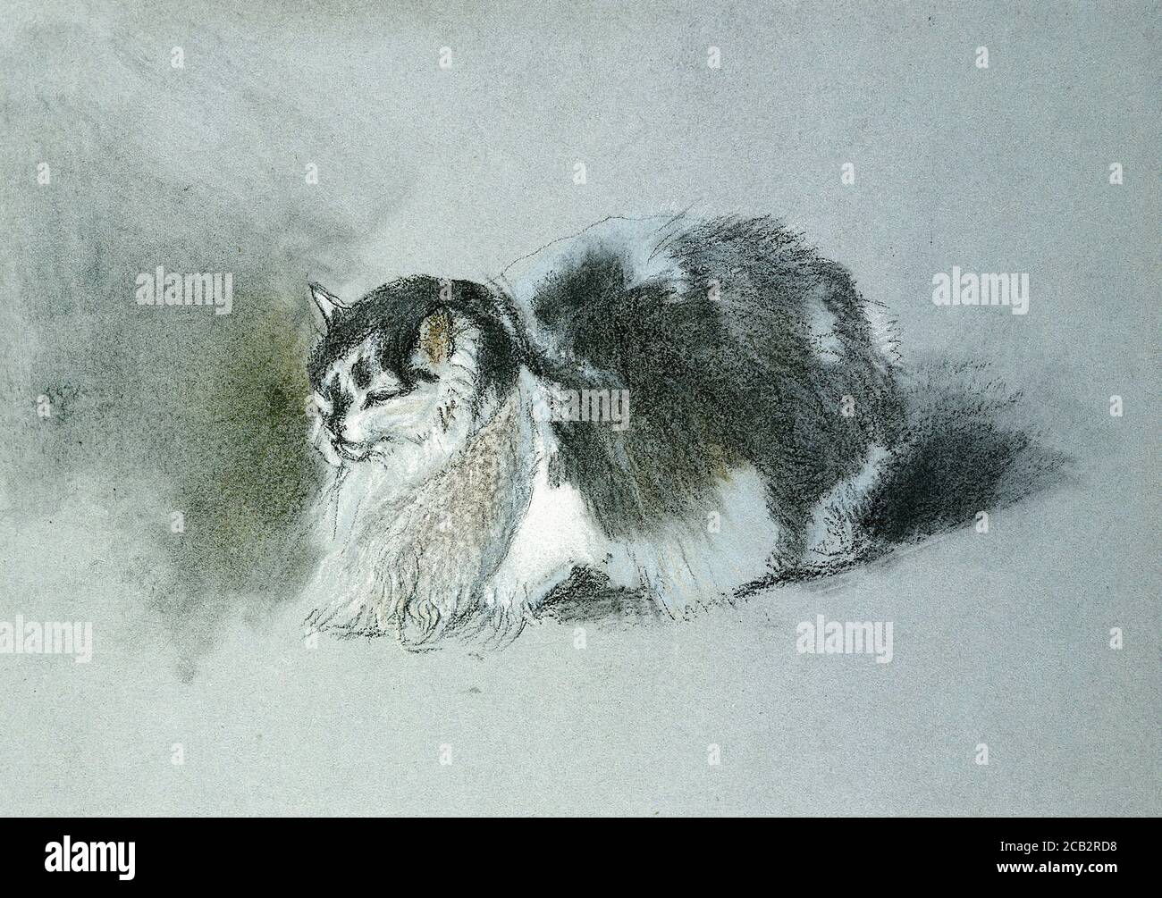 Angora Cat High Resolution Stock Photography and Images - Alamy