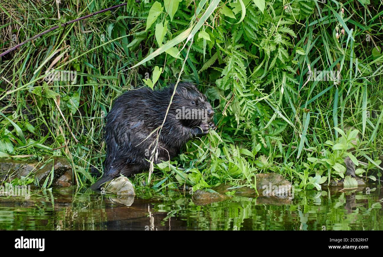 juvenile beaver feeding at river Rur, Eurasian beaver (Castor fiber ...
