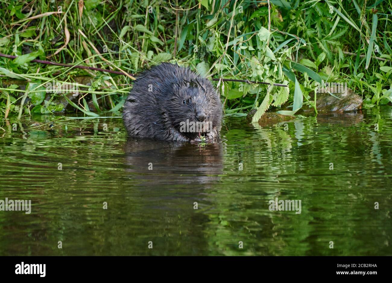 juvenile beaver feeding at river Rur, Eurasian beaver (Castor fiber ...
