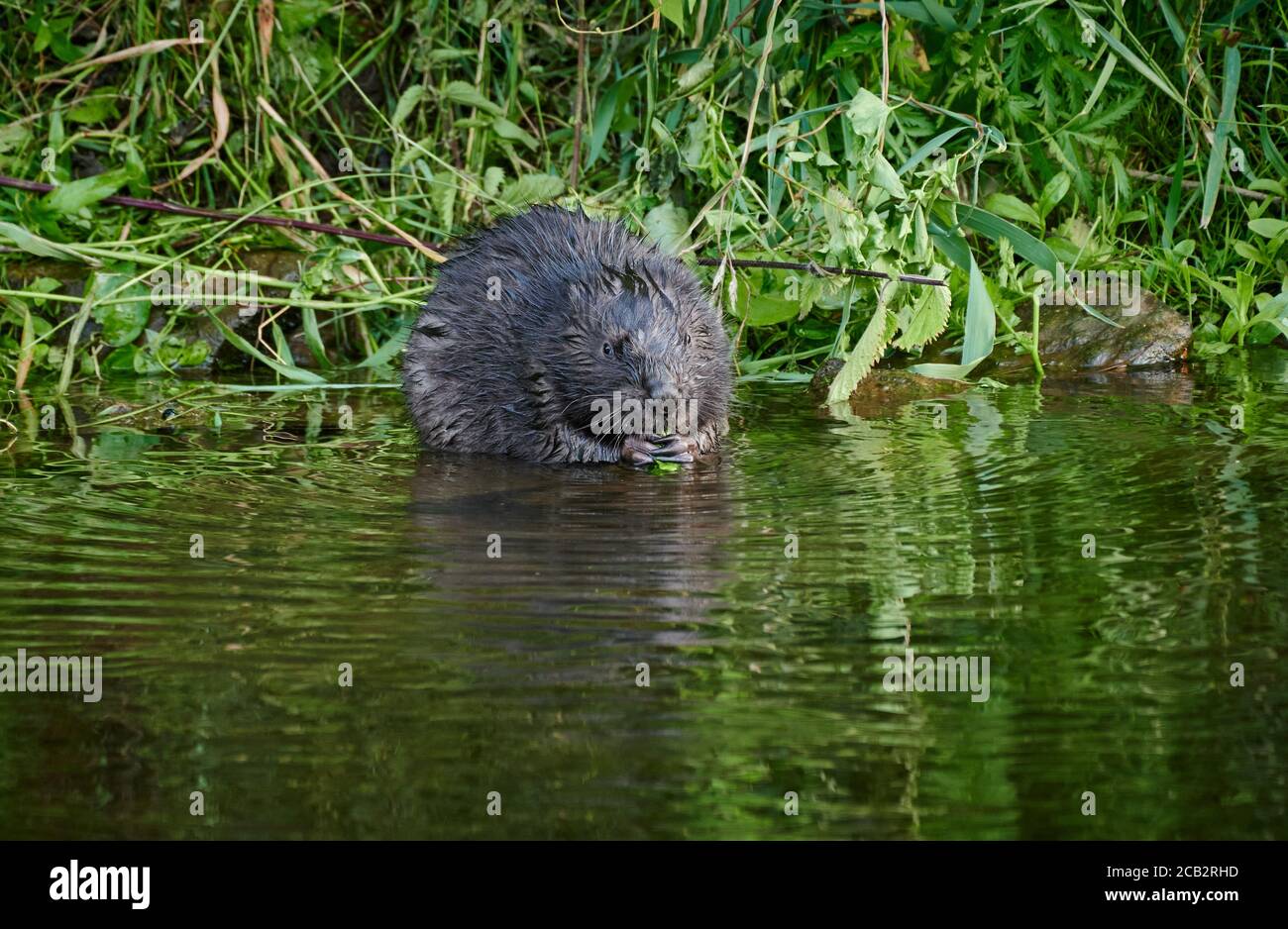 juvenile beaver feeding at river Rur, Eurasian beaver (Castor fiber ...