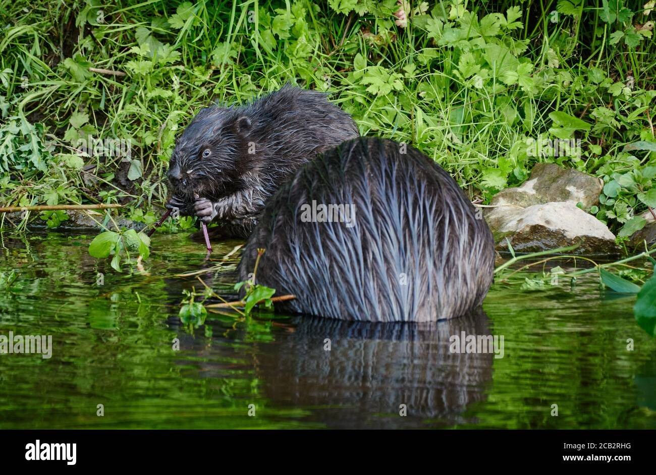 Eurasian beaver feeding hi-res stock photography and images - Alamy