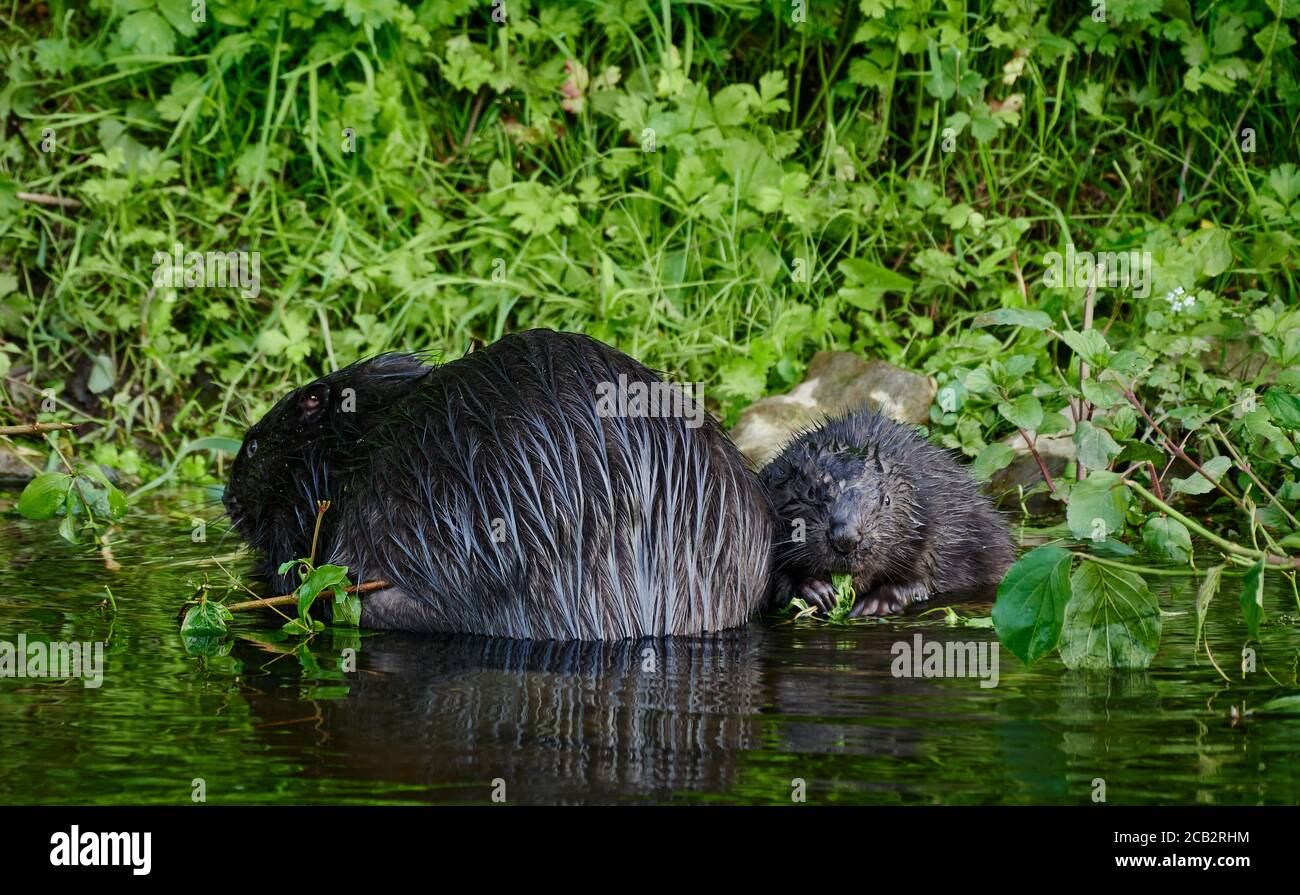 Eurasian beaver feeding hi-res stock photography and images - Alamy
