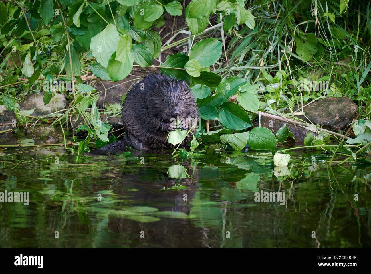 juvenile beaver feeding at river Rur, Eurasian beaver (Castor fiber ...