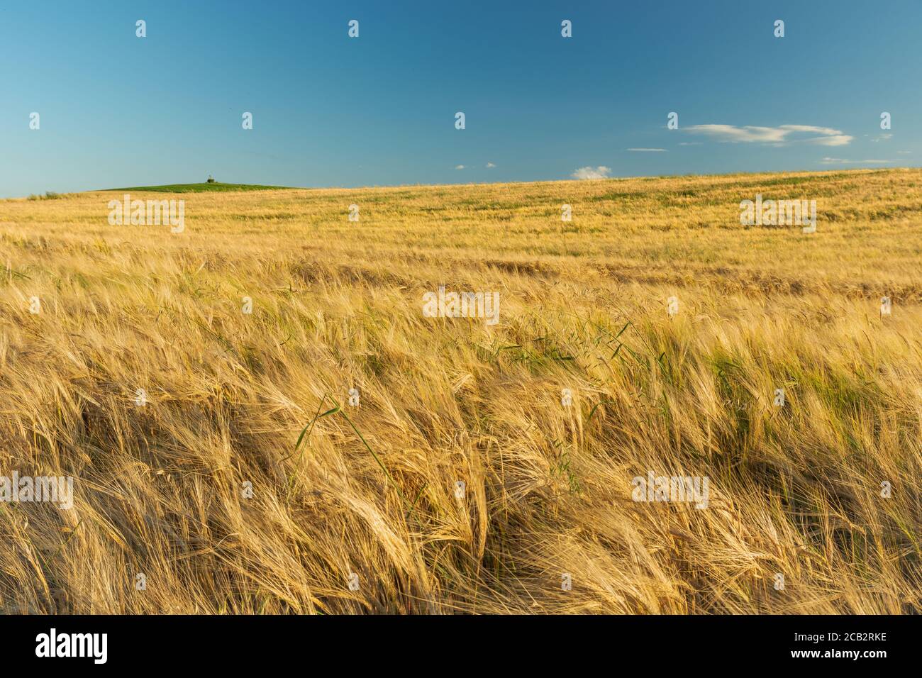Golden yellow field hi-res stock photography and images - Alamy