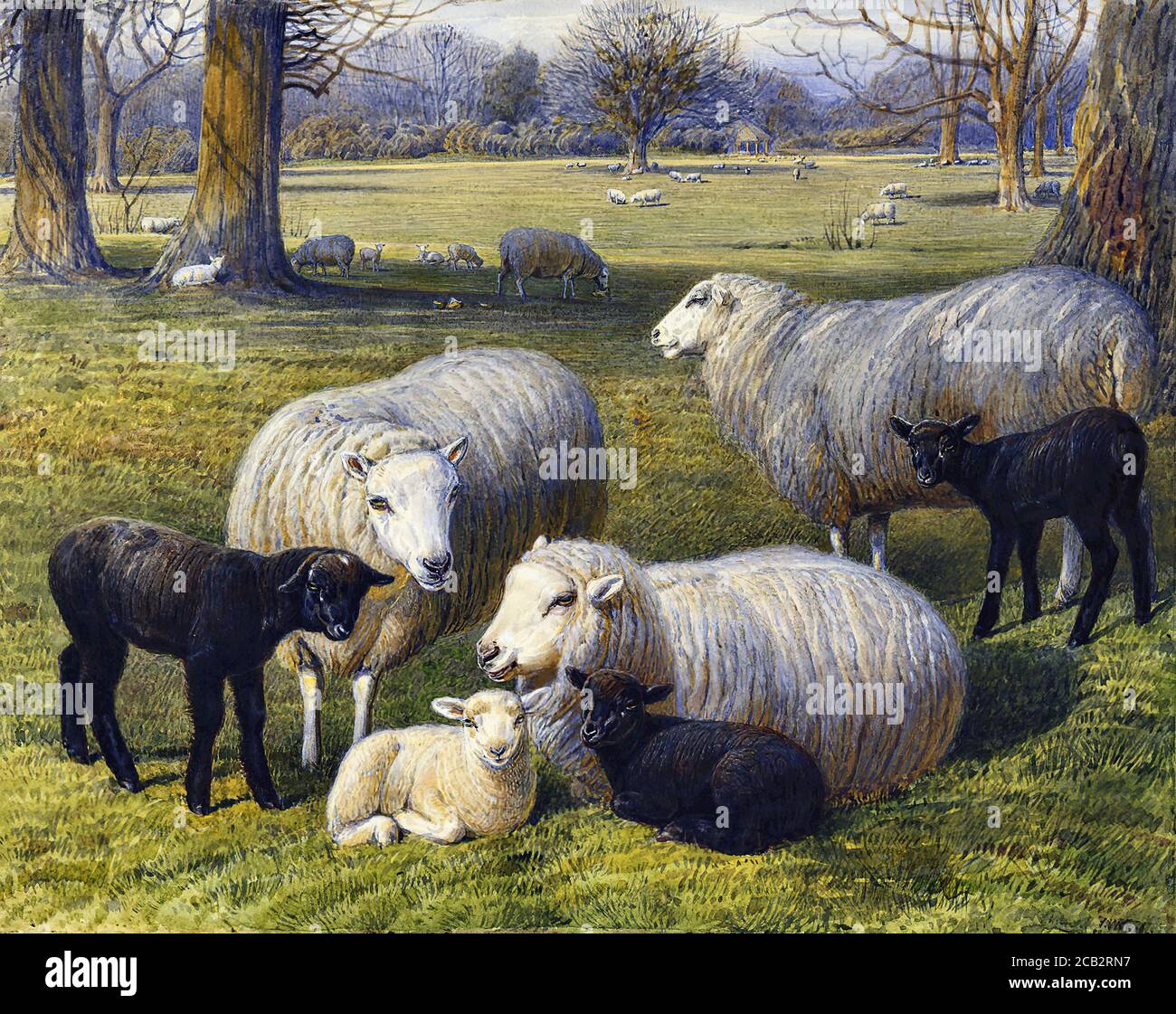 Sheep farm 19th century hi-res stock photography and images - Alamy