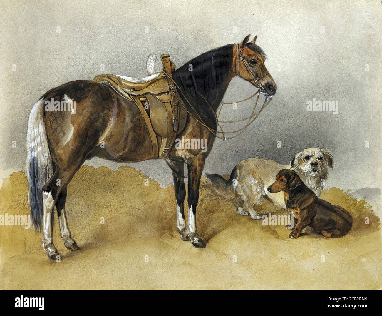 Queen victorias dogs hi-res stock photography and images - Alamy