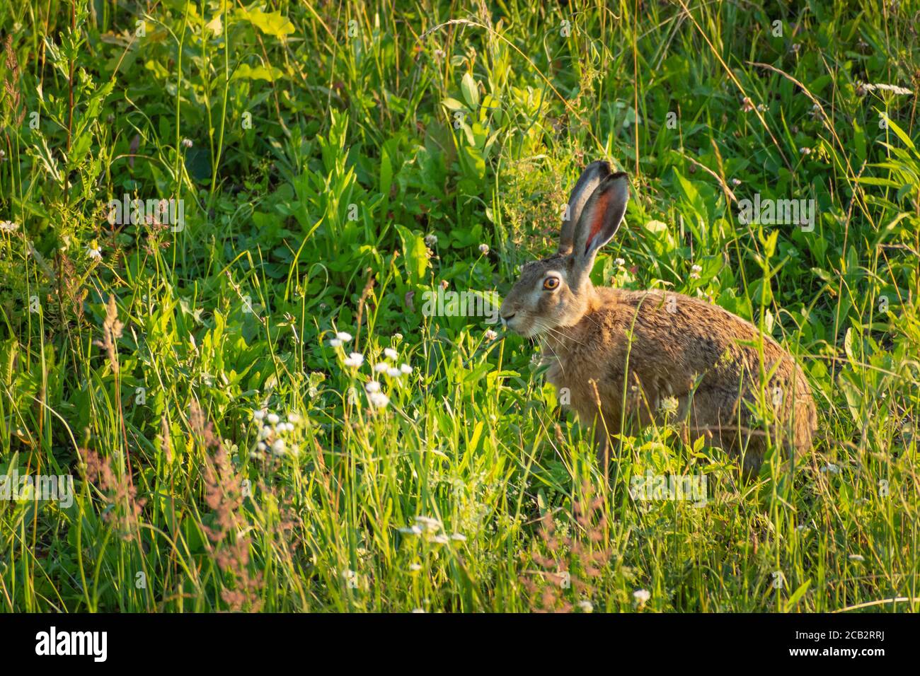 Hare sitting hi-res stock photography and images - Alamy