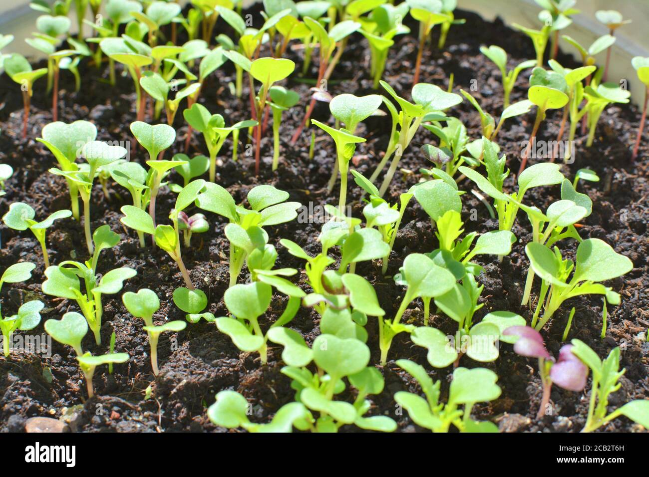Spring plants seedlings freshly grown from soil Stock Photo - Alamy