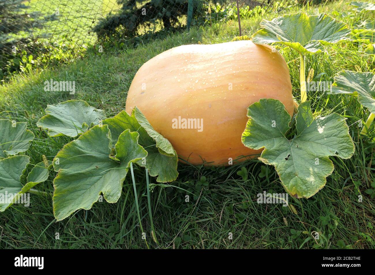 Giant pumpkin variety hi-res stock photography and images - Alamy