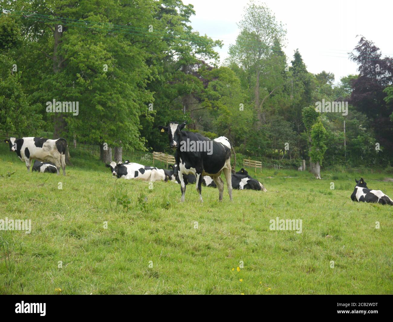 Dairy Cows in a Farmers Field Stock Photo - Alamy