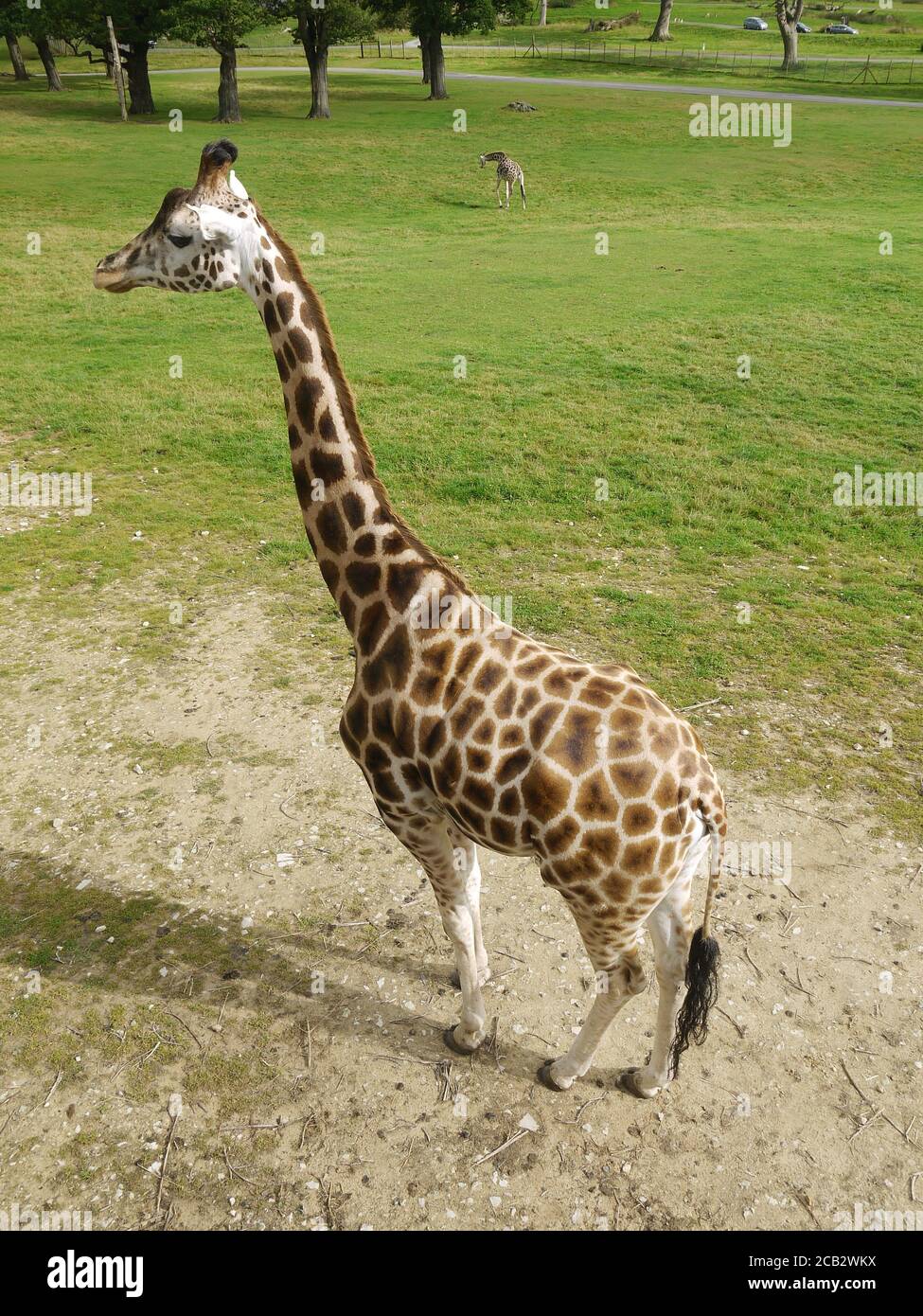 Giraffe at Longleat Zoo Stock Photo - Alamy
