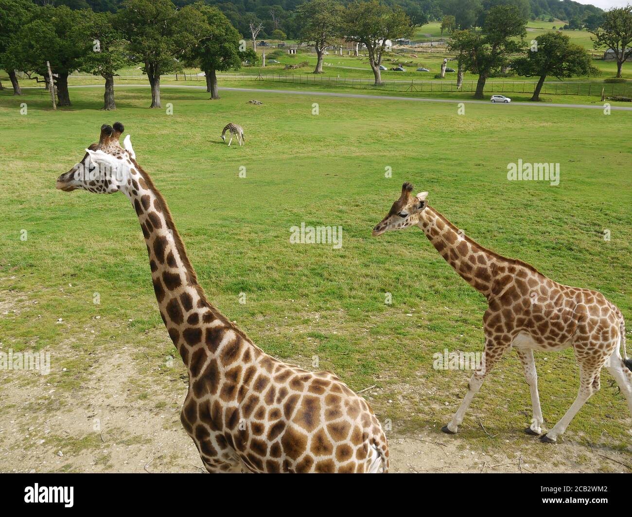Giraffe at Longleat Zoo Stock Photo - Alamy