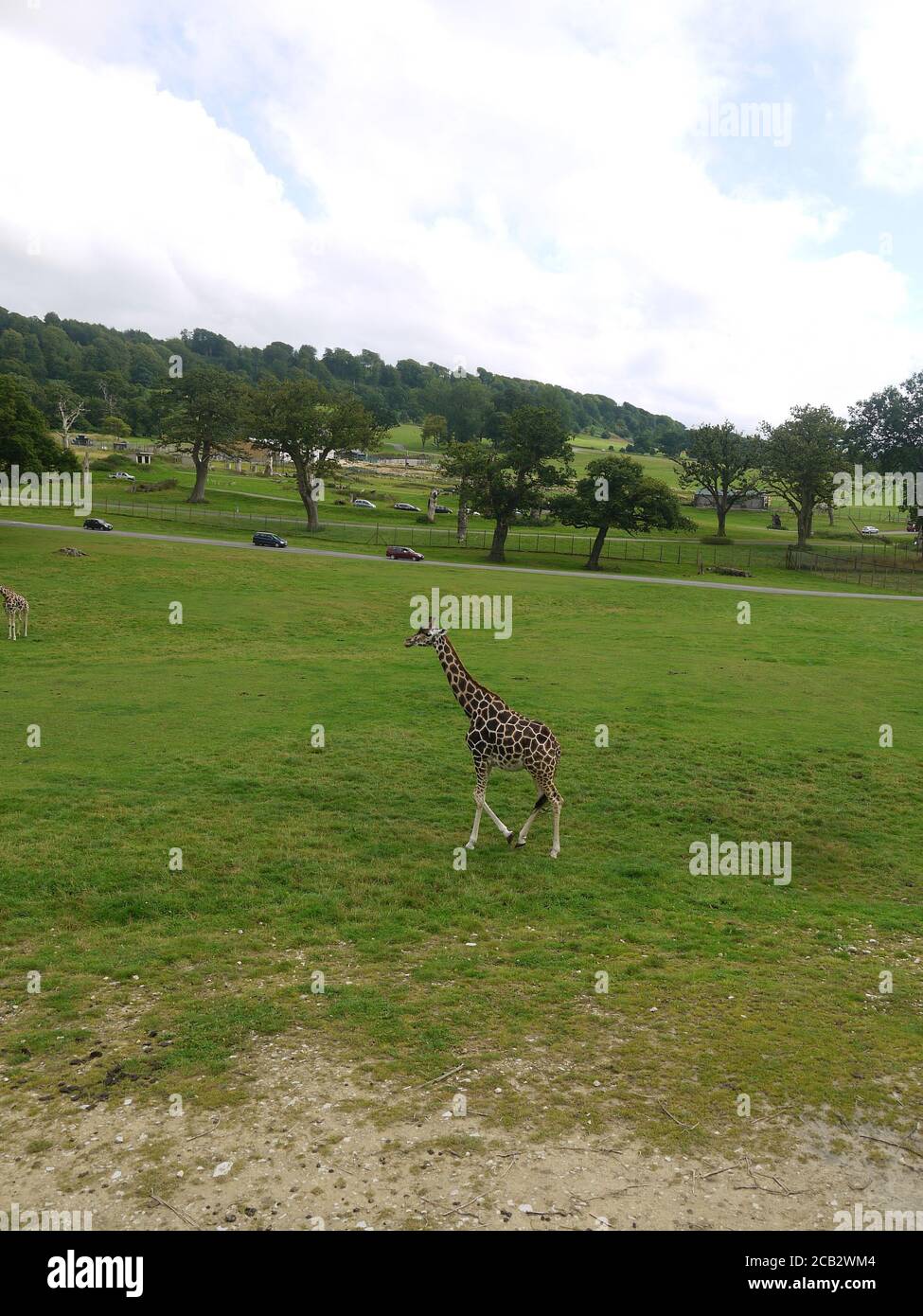Giraffe at Longleat Zoo Stock Photo - Alamy