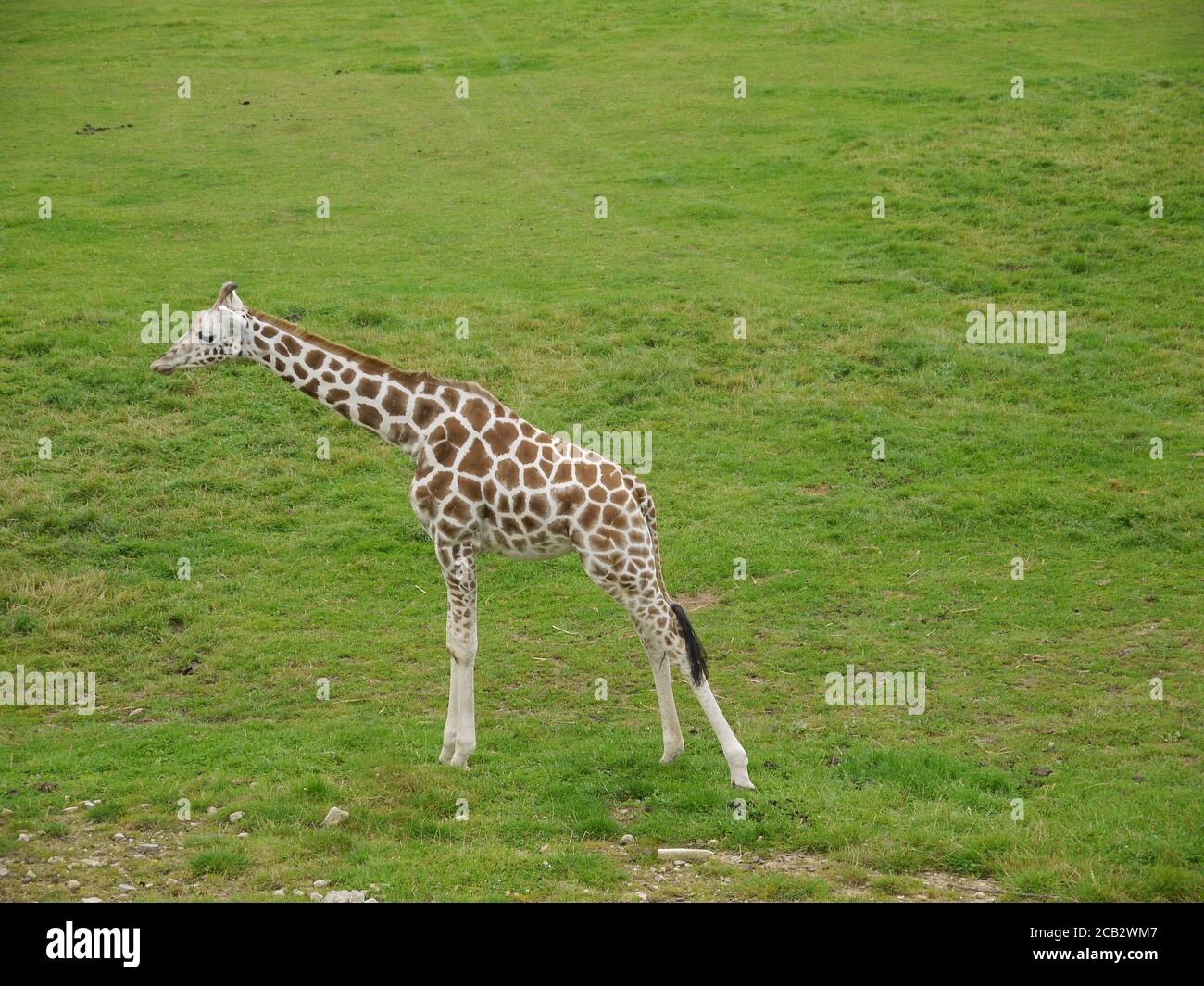 Giraffe at Longleat Zoo Stock Photo - Alamy