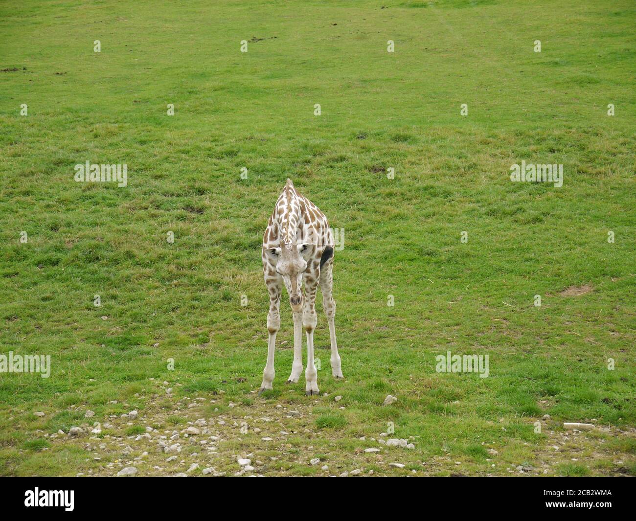 Giraffe at Longleat Zoo Stock Photo - Alamy