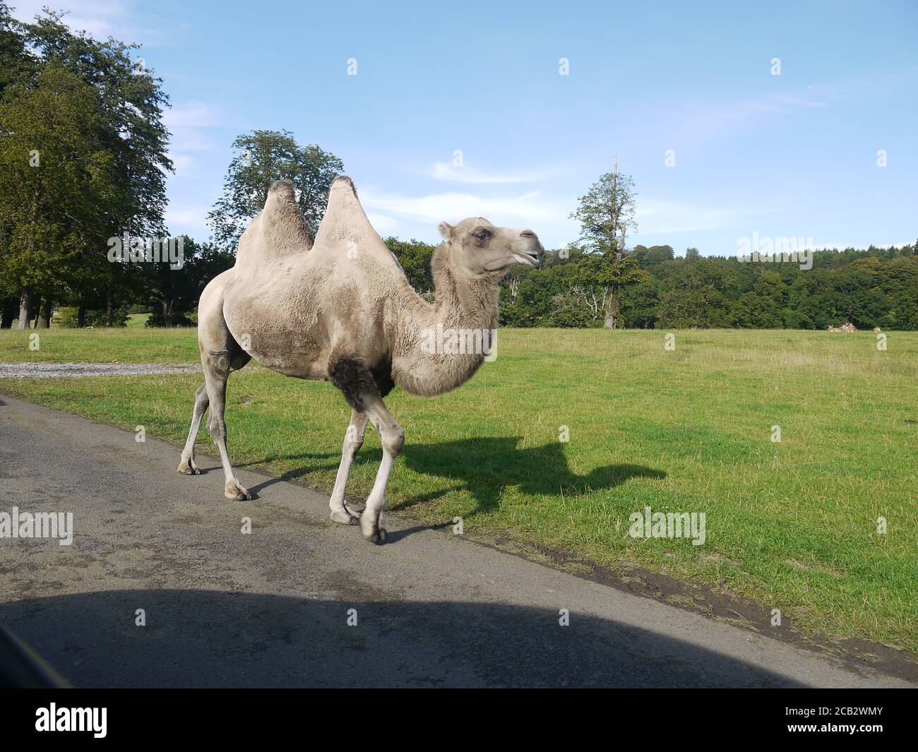 Longleat zoo hi-res stock photography and images - Alamy