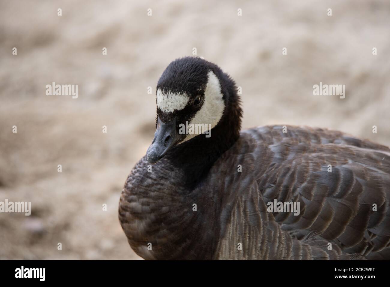 Blue winged goose hi-res stock photography and images - Alamy