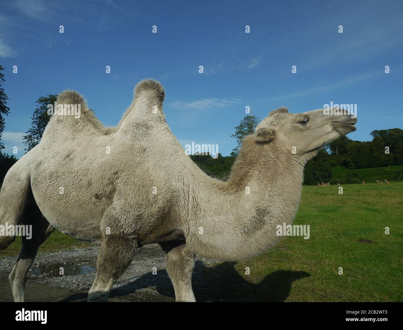 Camel at Longleat Zoo Close-up Stock Photo - Alamy