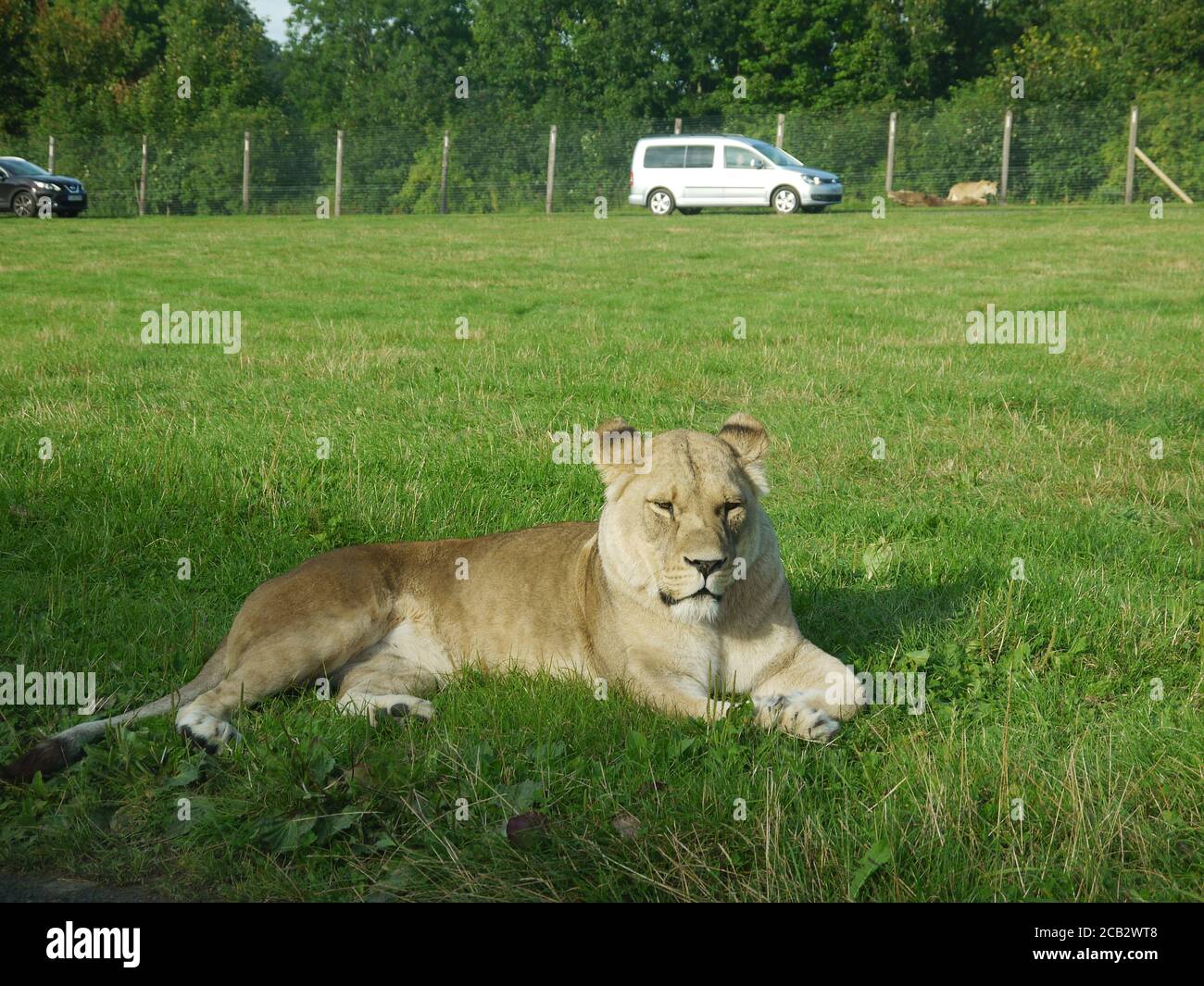 Lioness Laying down at Longleat Safari Park Stock Photo - Alamy