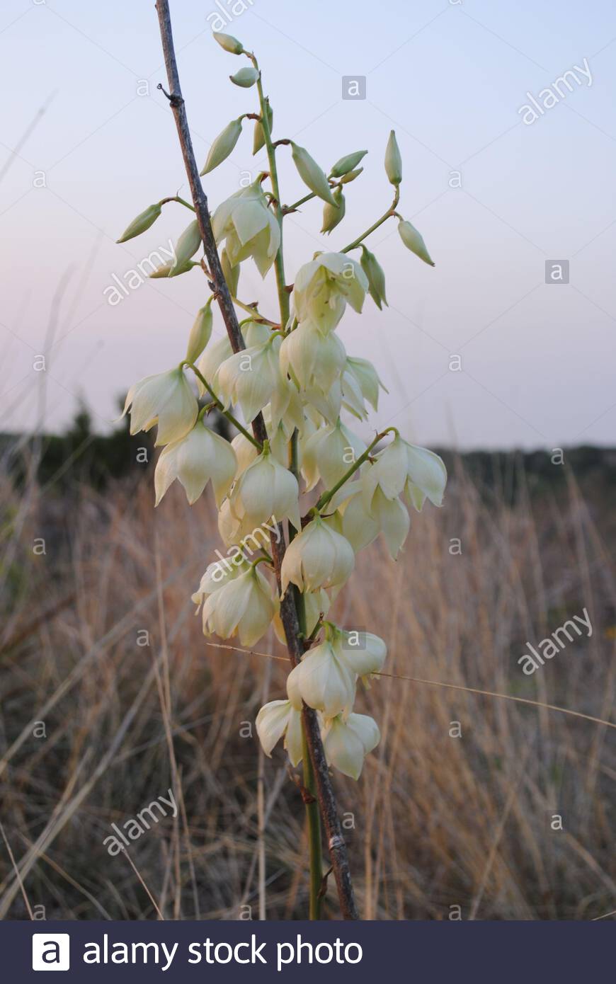 Texas Hill Country Yucca Flowers High Resolution Stock Photography and ...