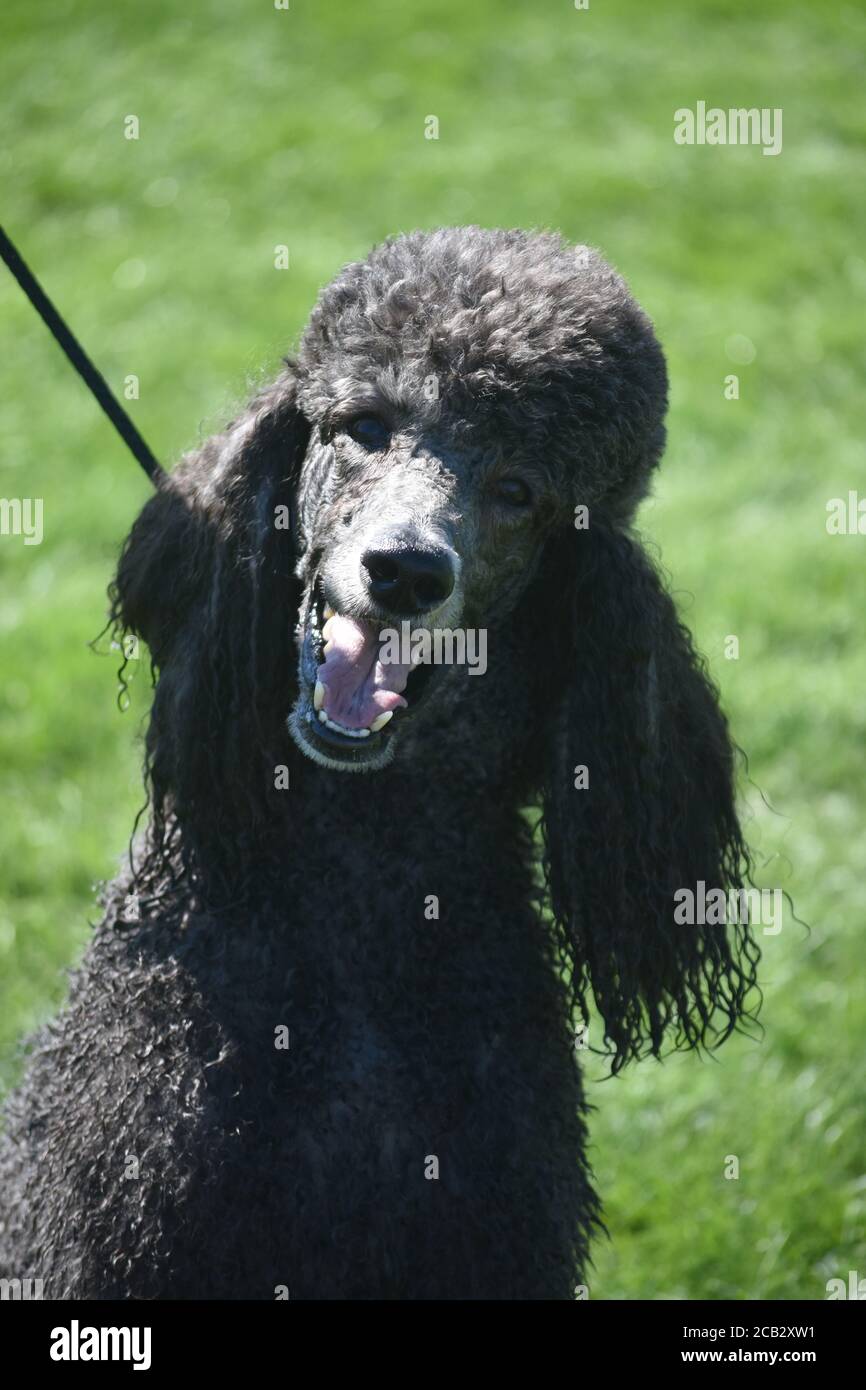 Curious Looking Standard Black Poodle in a Field Stock Photo - Alamy