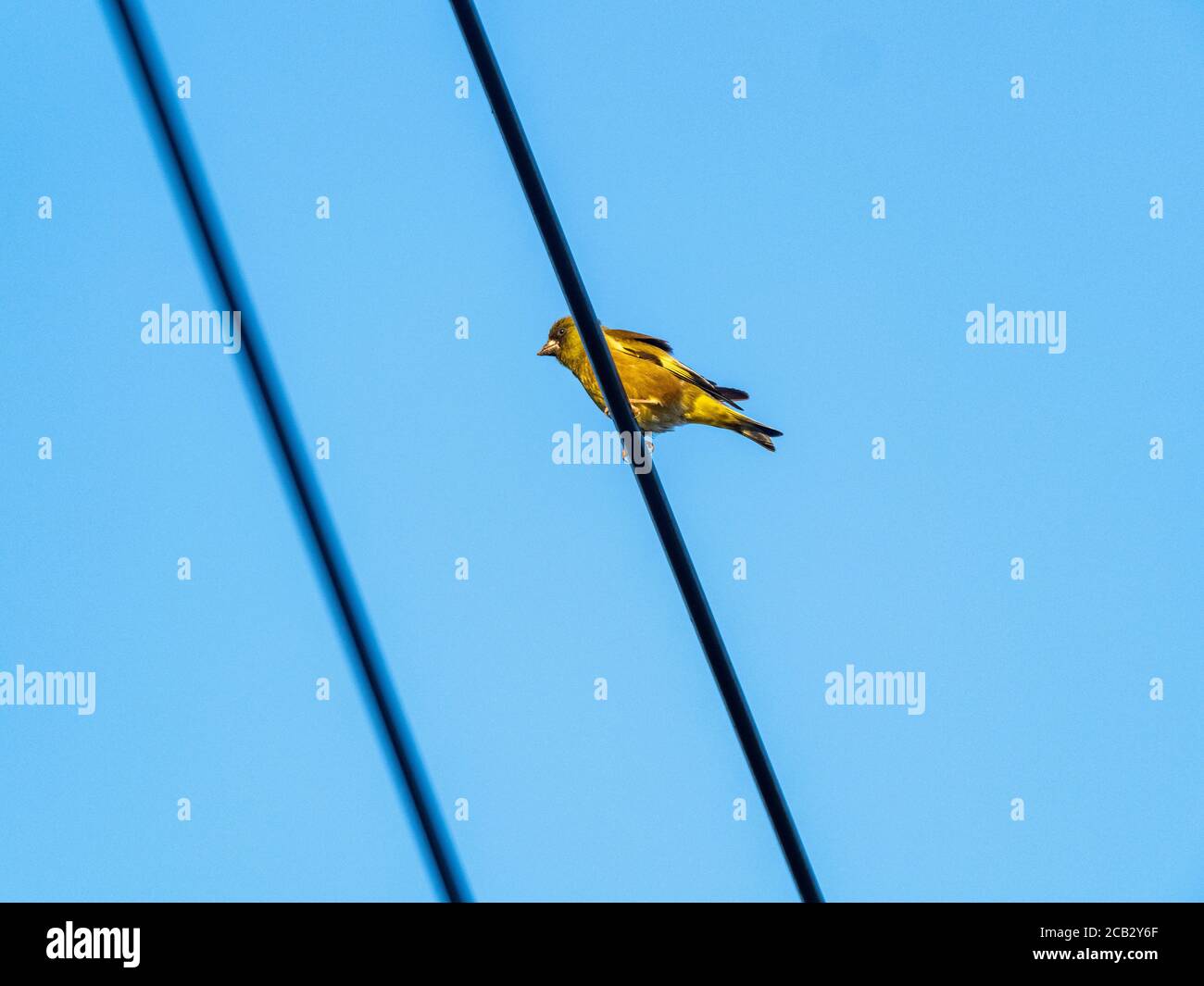 View of a small yellow bird on an electrical wiring Stock Photo - Alamy