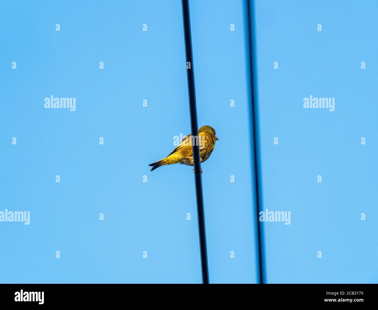 View of a yellow bird on an electrical wiring Stock Photo - Alamy
