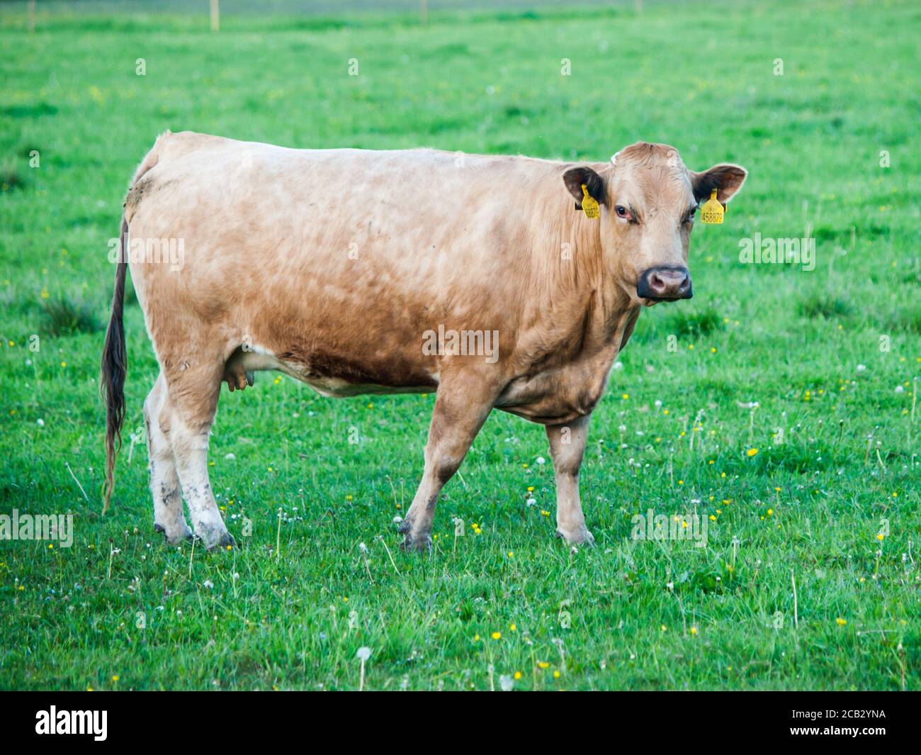 Beige cow hi-res stock photography and images - Alamy