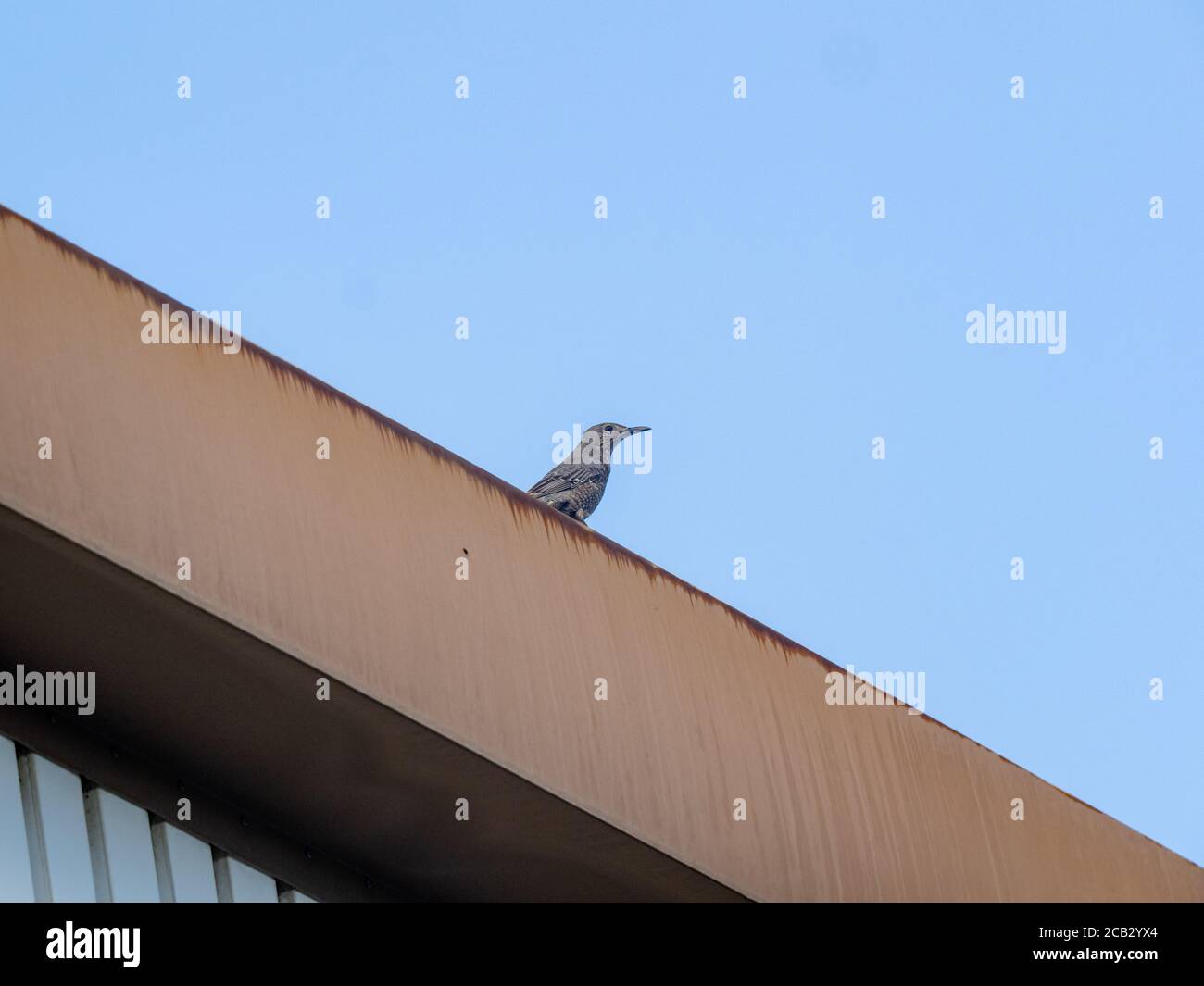 View of a Japanese wagtail in the roof Stock Photo - Alamy