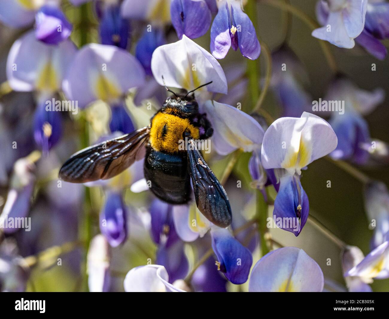 Selective focus shot of a Japanese carpenter bee collecting pollen on a ...