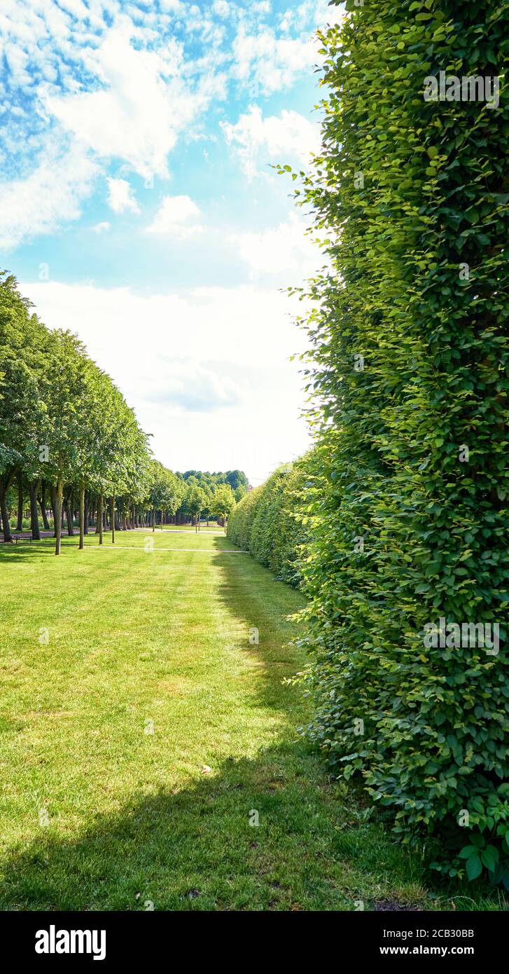 Green alley from trees next to a green tunnel in the park under a blue ...