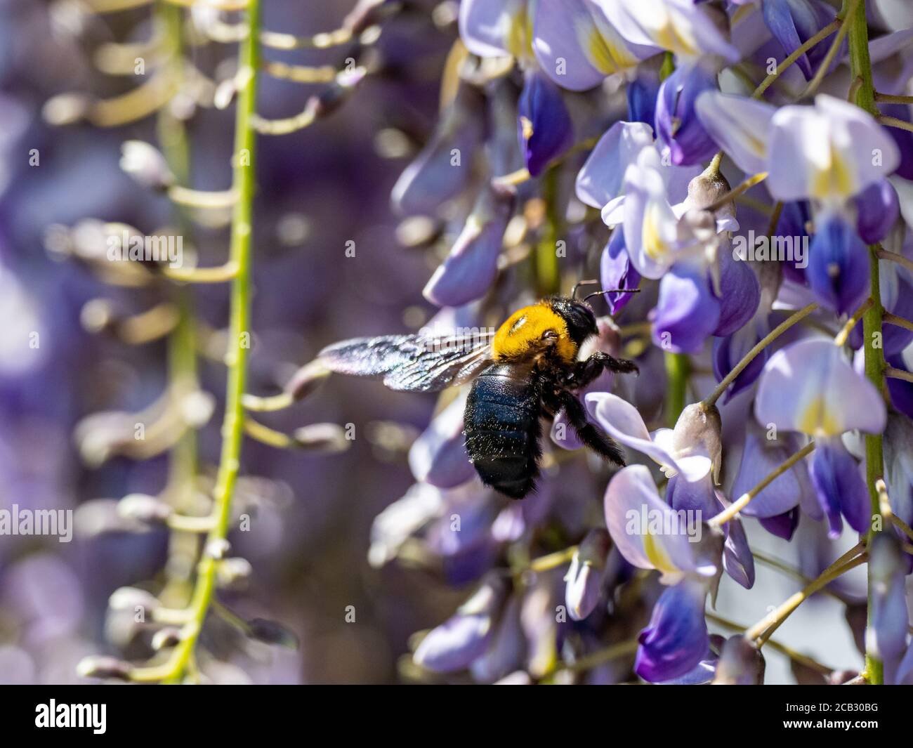 Selective focus shot of a Japanese carpenter bee collecting pollen on a ...