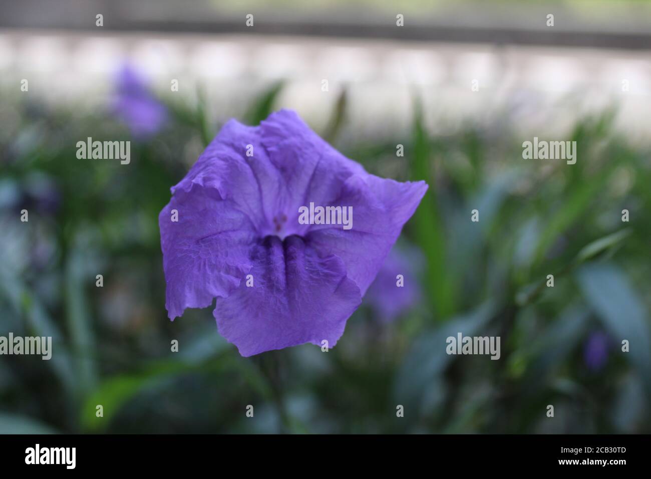 Purple moonflower hi-res stock photography and images - Alamy